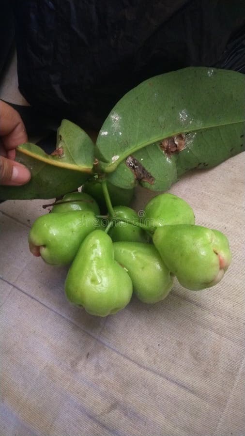 Guavas Green Fresh Pick Organic Stock Image - Image of guavas, green ...