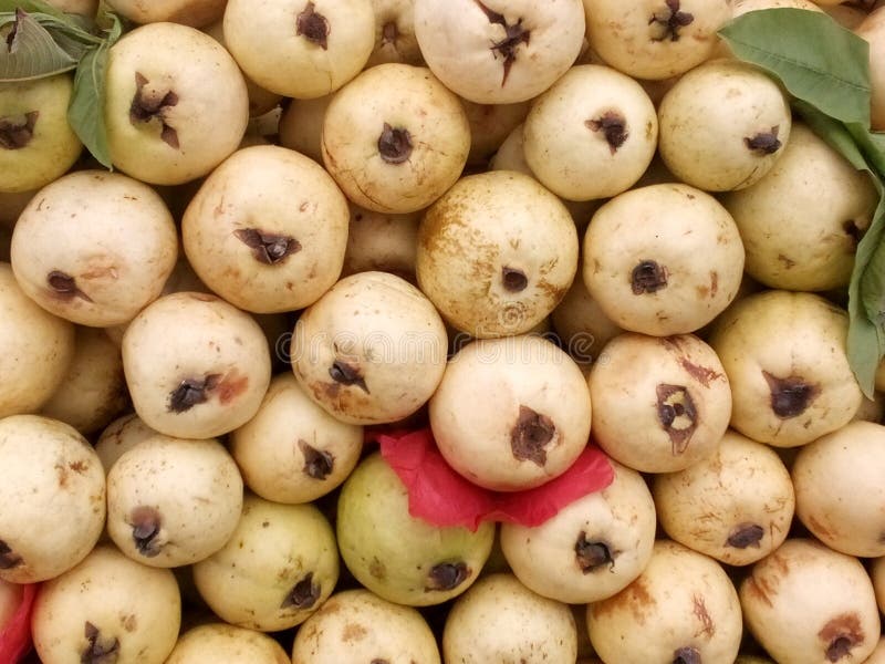 Guavas are Shown in this Picture Stock Image - Image of kinno, walnut ...