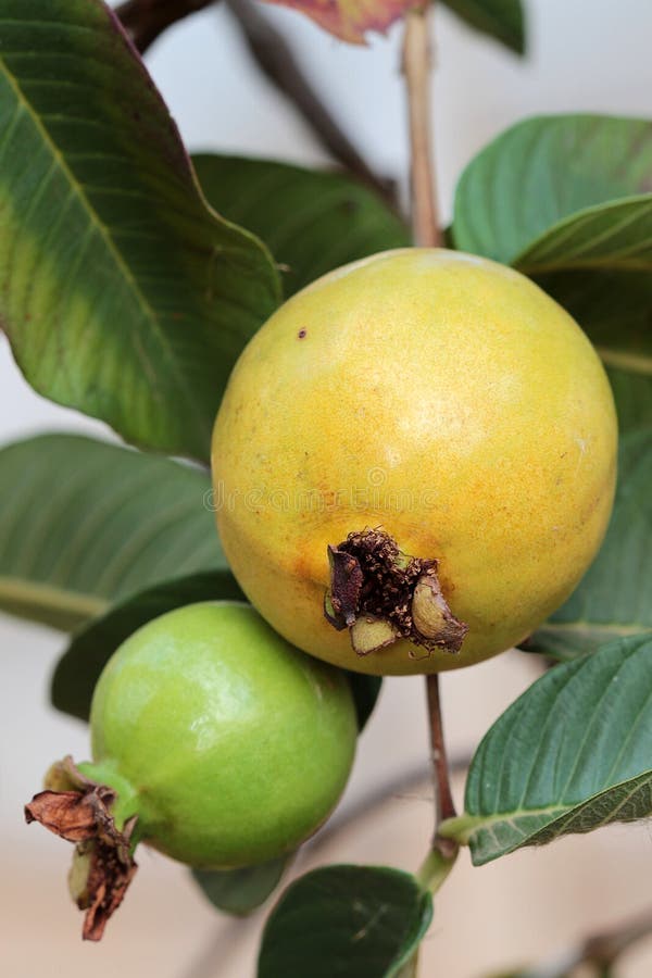 Guavas of Varying Degrees of Ripeness on a Tree. Stock Photo - Image of ...
