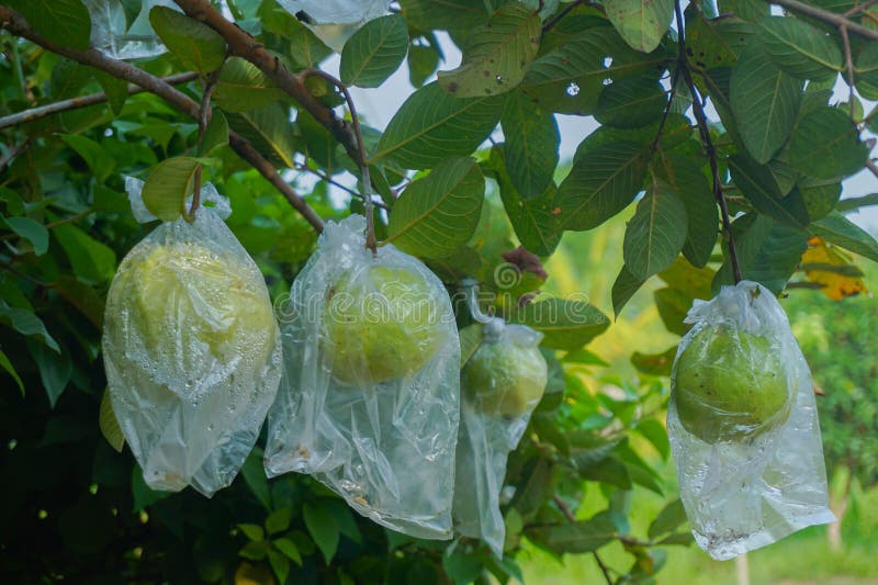 Guavas are Wrapped in Food-grade Plastic Stock Photo - Image of ...