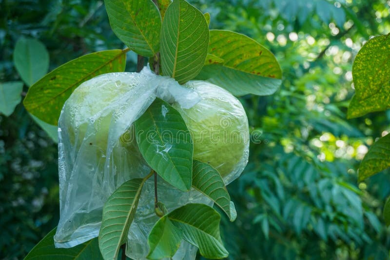 Guavas are Wrapped in Food-grade Plastic Stock Image - Image of ...