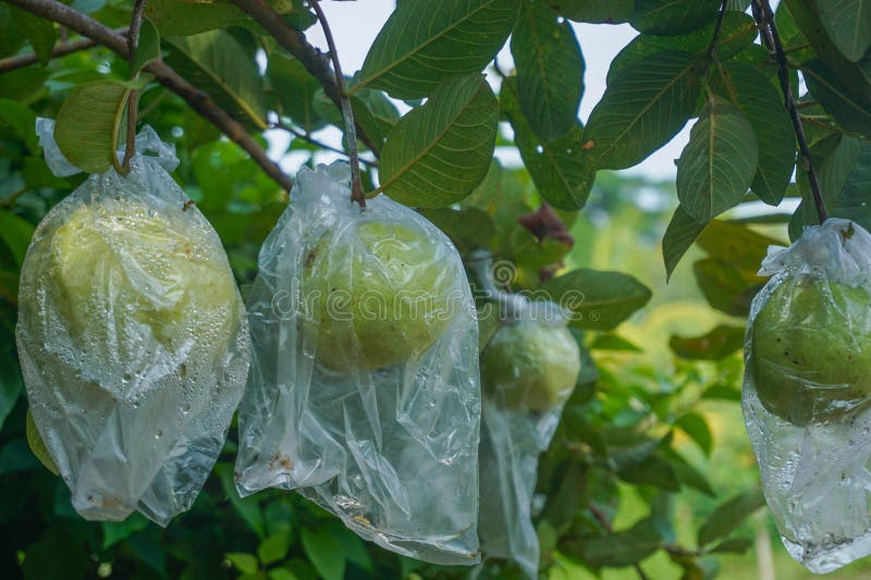 Guavas are Wrapped in Food-grade Plastic Stock Image - Image of climate ...