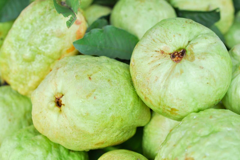 Guave stock afbeelding. Image of voorwerp, gastronomisch - 108774145