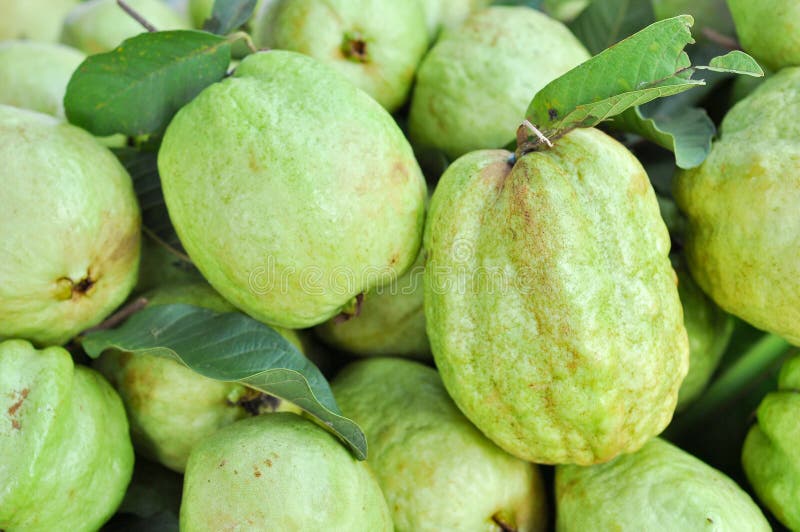 Guave stock afbeelding. Image of voorwerp, gastronomisch - 108774145