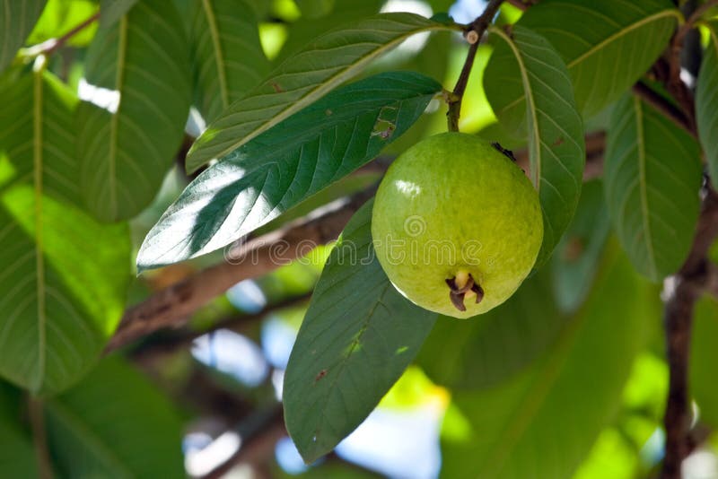 Guave stock foto. Image of aroma, landbouw, groen, kastanjebruin - 14599110