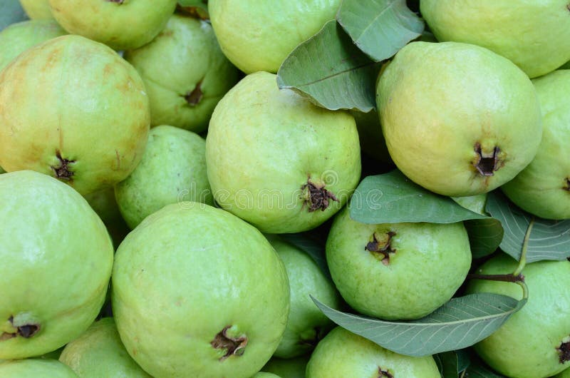 Guave stock afbeelding. Image of groen, guaven, nave - 22451091