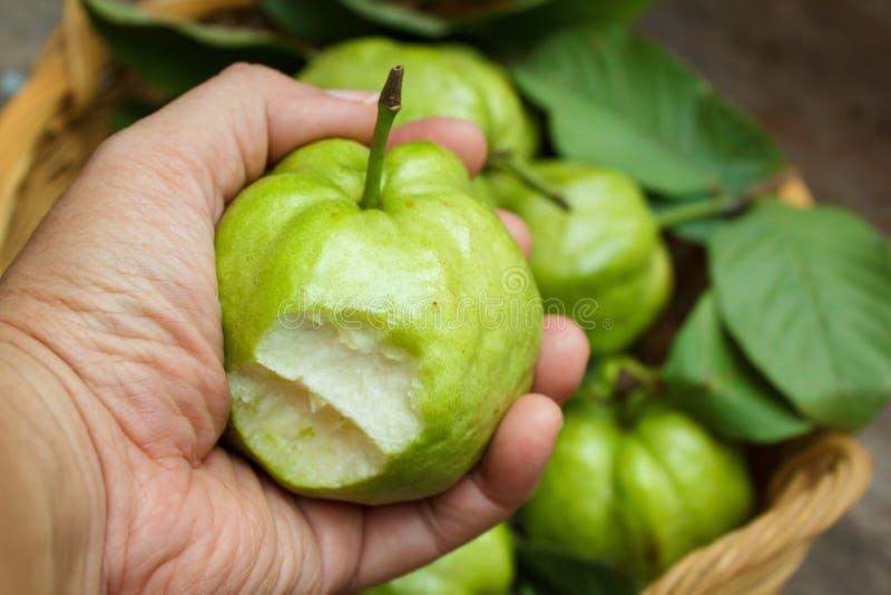 Guave stock afbeelding. Image of sappig, koken, voedzaam - 59927813