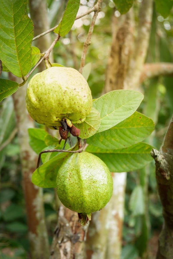Guaven-Baum U. Felsen An Botanischem Garten Kolab Stockfoto - Bild von ...
