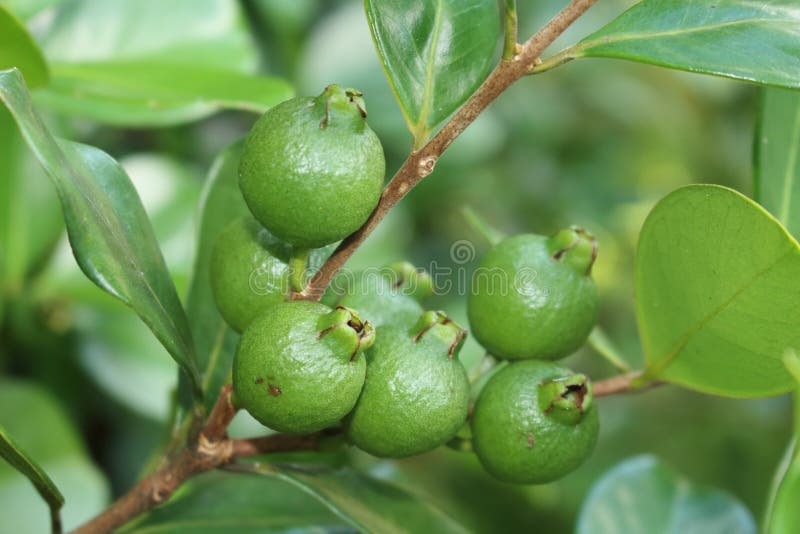 Guaven-Baum U. Felsen An Botanischem Garten Kolab Stockfoto - Bild von ...