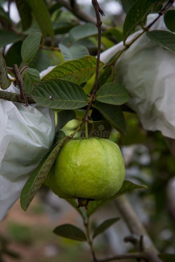 Guaveboom in Landbouwbedrijf Stock Foto - Image of exotisch, sluit ...