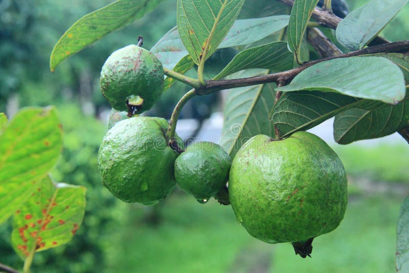 Guave Aan De Boom in De Tuin Stock Foto - Image of sinaasappel, vrucht ...