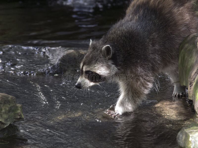 Guaxinim foto de stock. Imagem de animal, parque, norte - 36636008