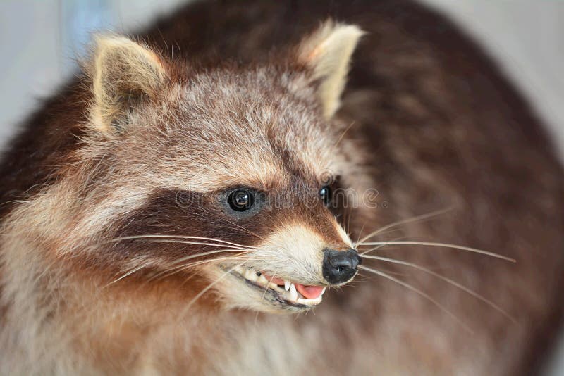 O Guaxinim Bonitinho Com a Língua Puxando-se De Pé Sobre As Pernas ...