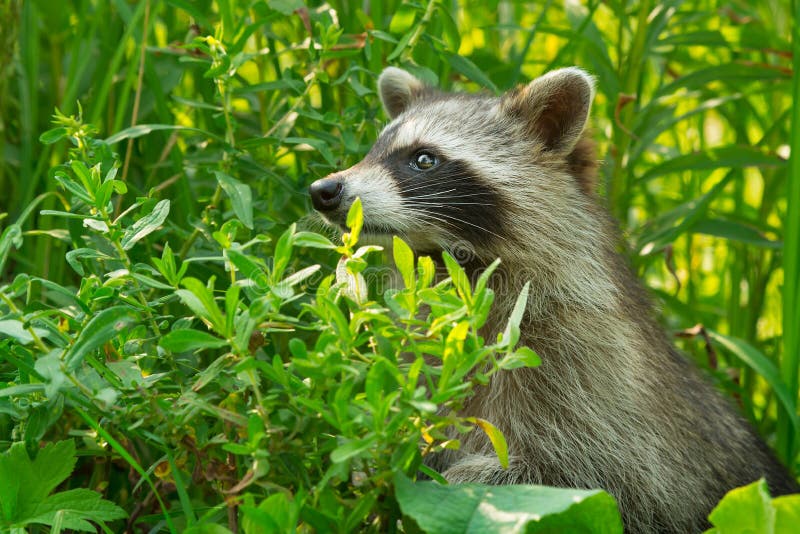 Guaxinim comum imagem de stock. Imagem de ambiente, wildlife - 99280497