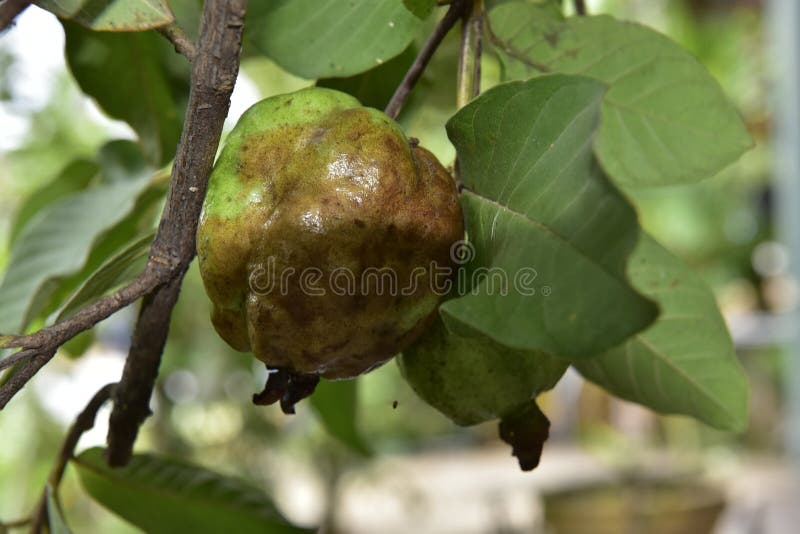 Fruta De Guayaba Putrefacta Foto de archivo - Imagen de malo, hoja ...