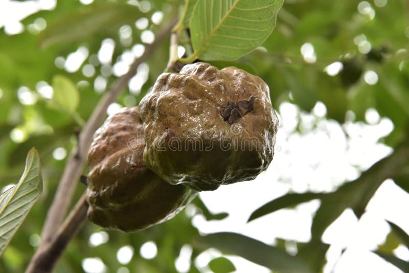 Fruta De Guayaba Putrefacta Con La Hoja Seca Aislada En El Fondo Blanco ...