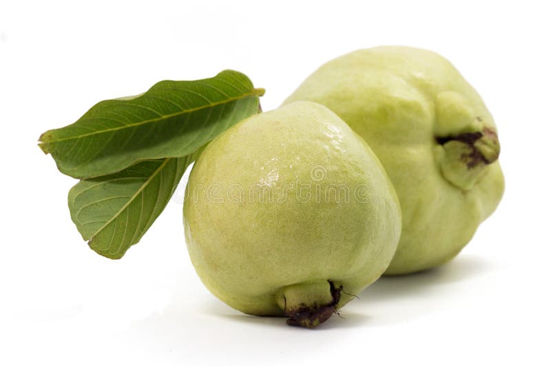 Dos guayabas blancas imagen de archivo. Imagen de guayaba - 28280577