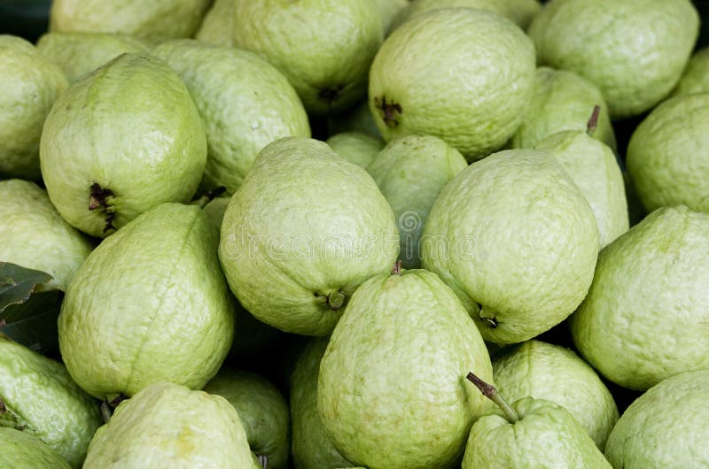 Guayabas Grandes En El Mercado Foto de archivo - Imagen de asia, crudo ...