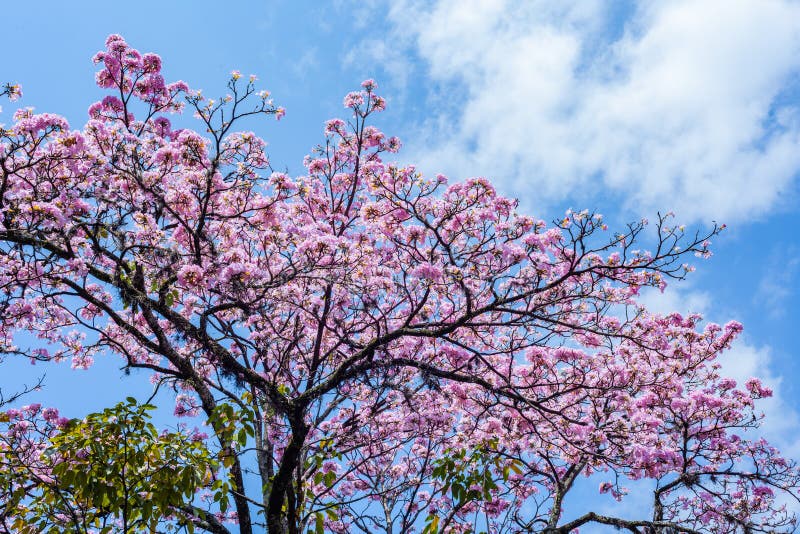 Guayacan cor-de-rosa foto de stock. Imagem de nave, flora - 59149158