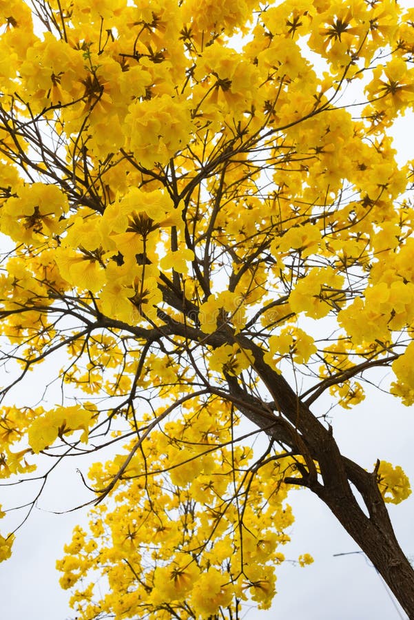 Yellow Guayacan Tree stock image. Image of bright, spectacular - 18625697