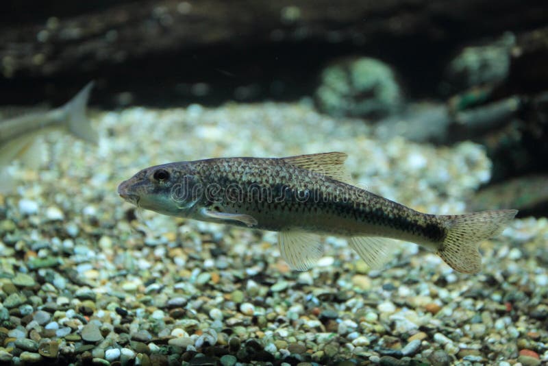 Gudgeon stock photo. Image of gobio, animal, gudgeon - 58575716