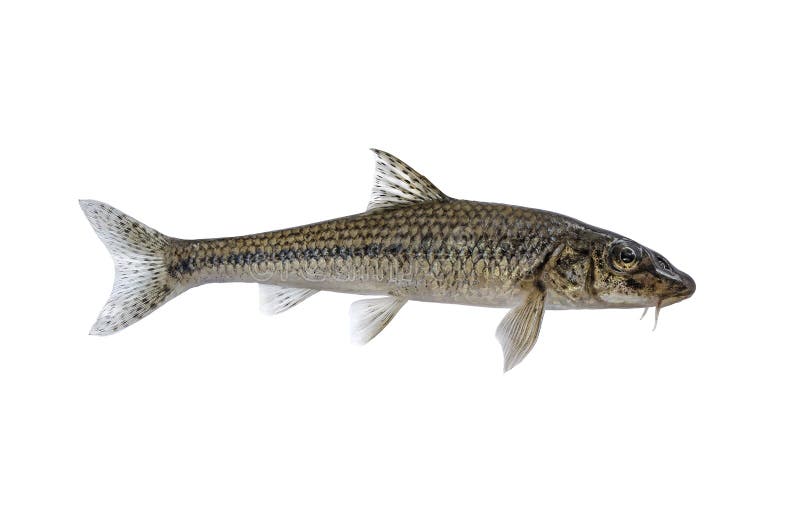 Gudgeon Alive Fresh Fish Isolated on White Stock Photo - Image of ...