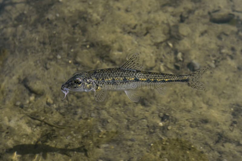 Gudgeon Fish in Clear Fresh Water. Gobio in Natural Habitat Stock Photo ...