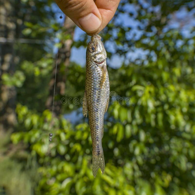 Gudgeon Fishing. Caught Gobio Fish on Hook Stock Image - Image of ...