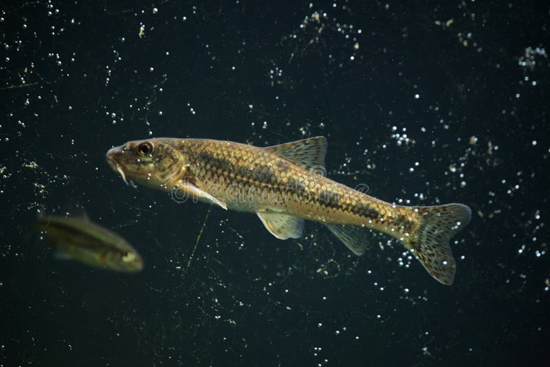 Gudgeon (Gobio gobio) stock image. Image of gobio, fish - 56357903