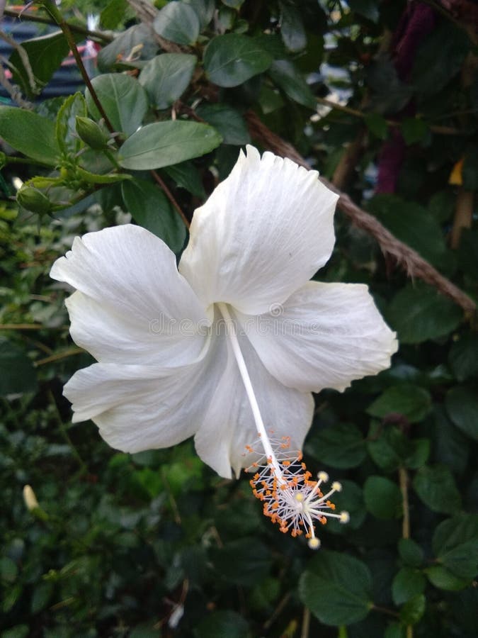 Gudhal flower stock photo. Image of herb, yellow, plant - 224006912