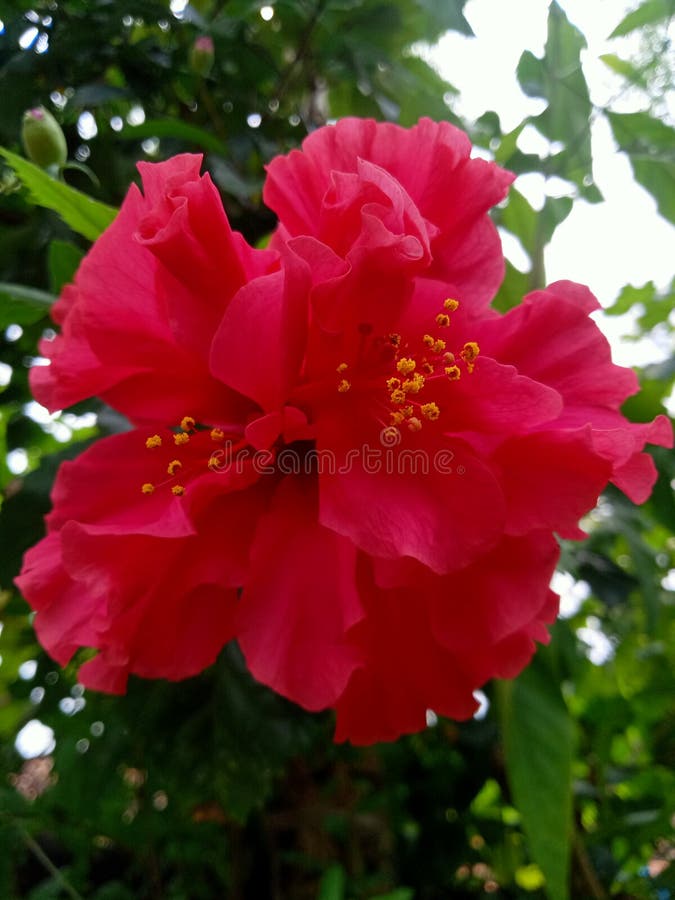 Gudhal Flower India& X27;s Garden Stock Image - Image of flower, indias ...