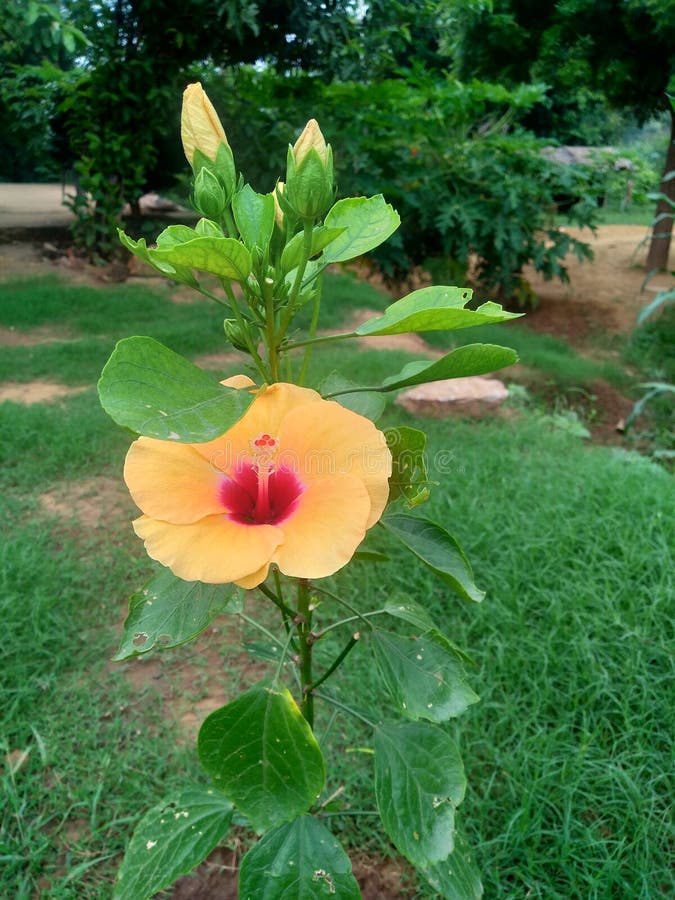 Gudhal Flowers Natural Homeguarden Stock Photo - Image of natural ...