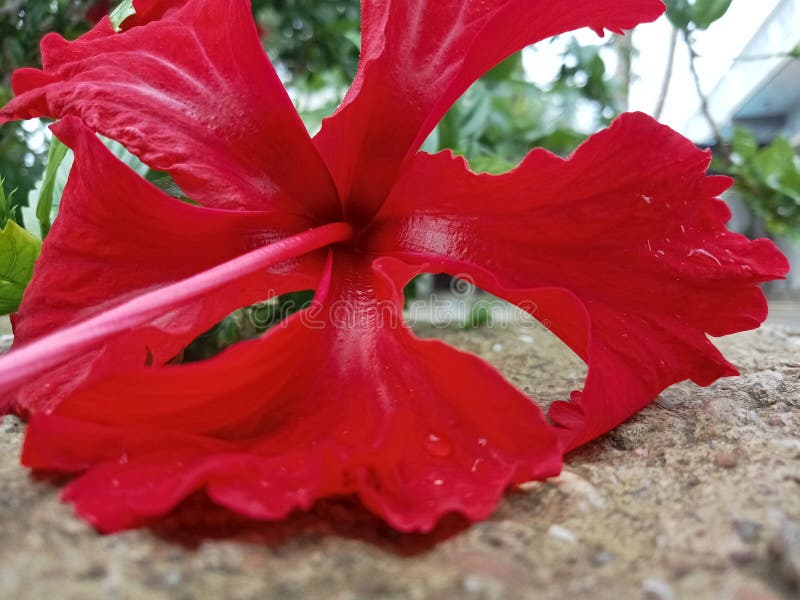 Gudhal ka phool stock photo. Image of gudhal, food, flower - 291560512