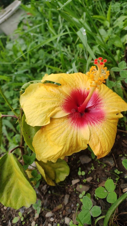 Gudhal Ka Phool My Garden Home Sweet Home Stock Photo - Image of phool ...