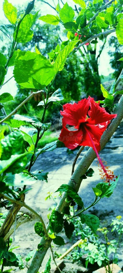 Gudhal stock photo. Image of colourful, cookies, flower - 323725234