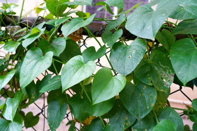 Guduchi Amrutha balli stock image. Image of forest, clover - 196749995