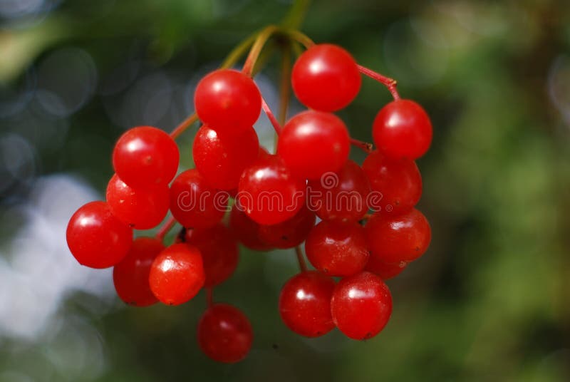 Guelder-rose stock photo. Image of nature, plant, rose - 11582002