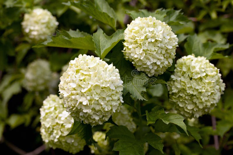 Guelder rose. stock photo. Image of blossom, guelder - 33417666