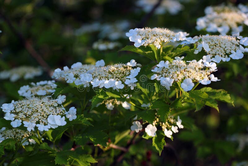 Flowers Of Guelder-rose, Viburnum Opulus In A Yard Of Traditional ...