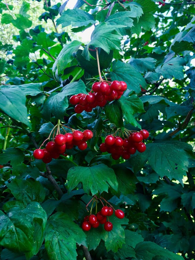 Guelder rose,kalyna stock photo. Image of trees, kalyna - 122576910