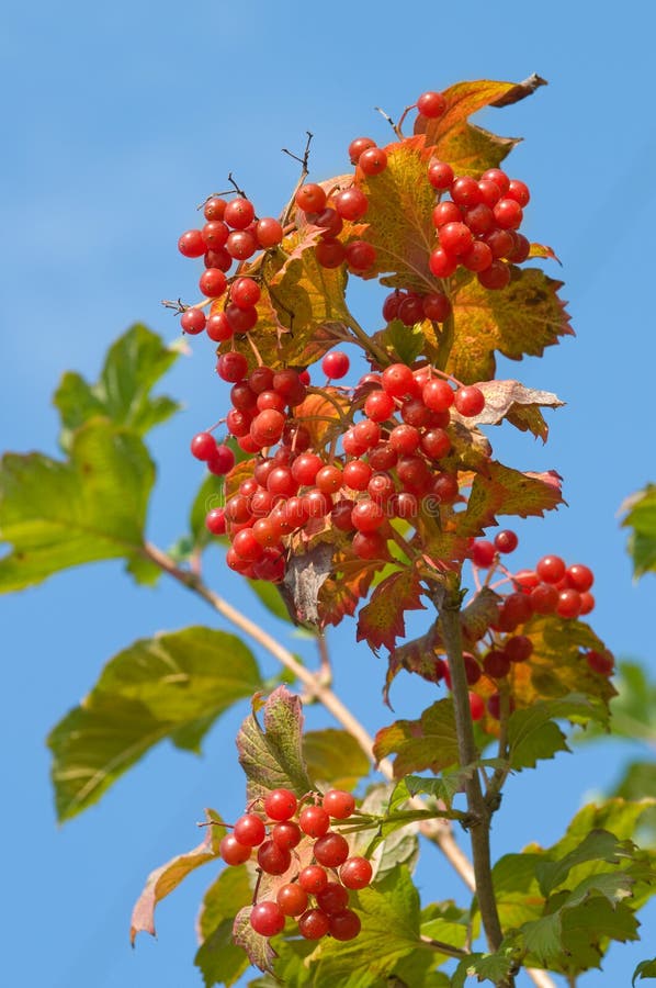 Guelder-rose red. stock image. Image of medicine, bush - 11282757
