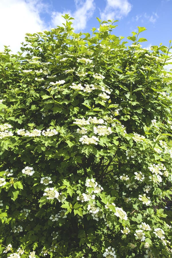 Guelder rose stock photo. Image of evergreen, arrowwood - 66255584