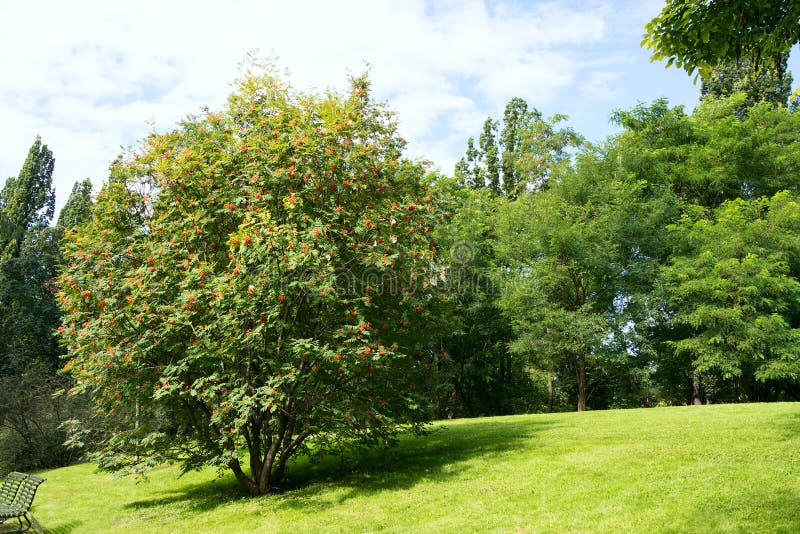 Guelder Rose Tree in Botanical Garden Stock Photo - Image of peaceful ...