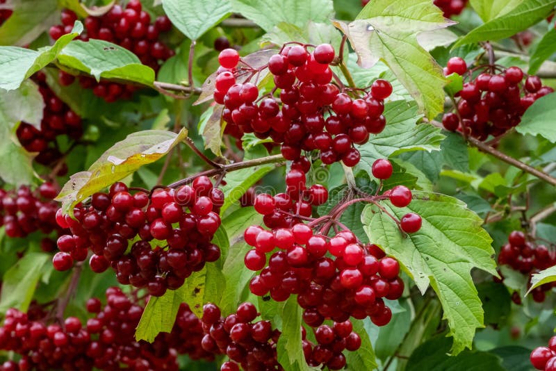 Guelder Rose or Viburnum Opulus with Berries Stock Photo - Image of ...