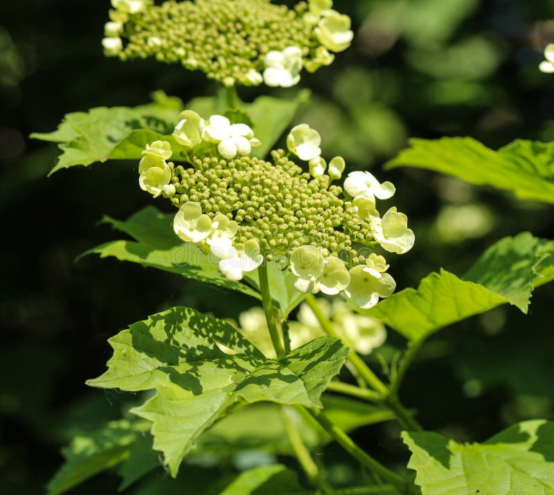 Guelder Rose (Viburnum Opulus) Blooming in Spring Stock Image - Image ...