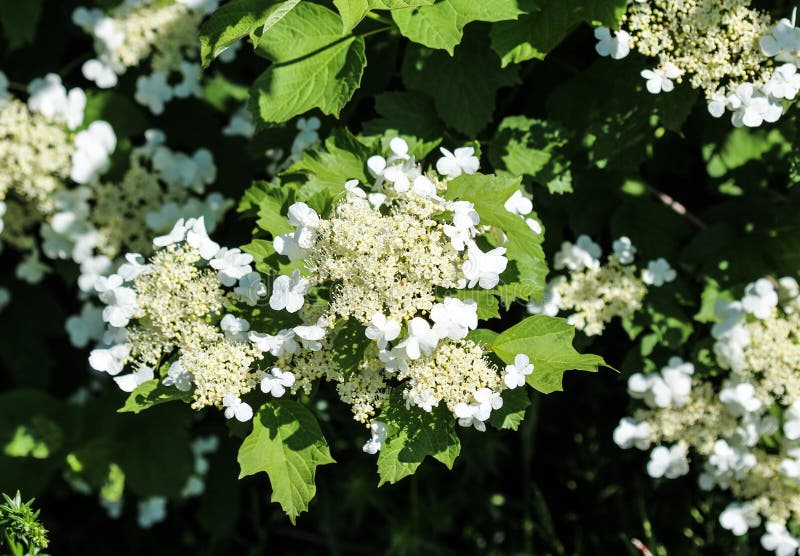 Guelder Rose (Viburnum Opulus) Blooming in Spring Stock Photo - Image ...