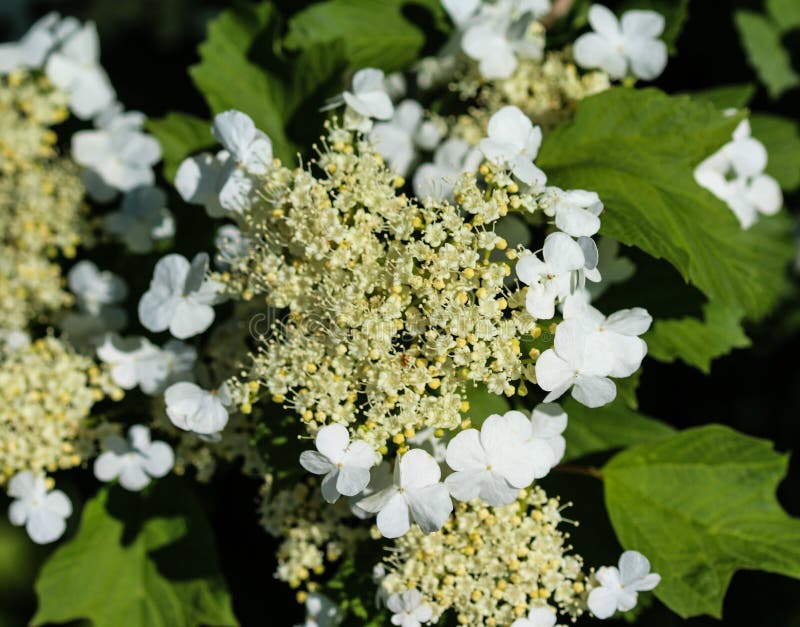 Guelder Rose (Viburnum Opulus) Blooming in Spring Stock Image - Image ...