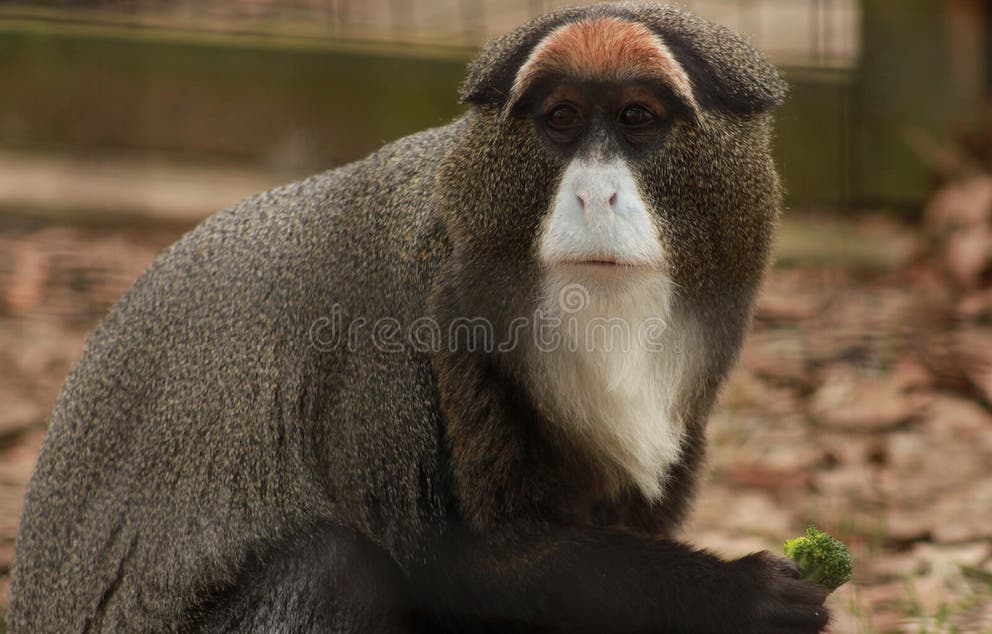 Guenon stock photo. Image of brown, eating, monkey, white - 17536098