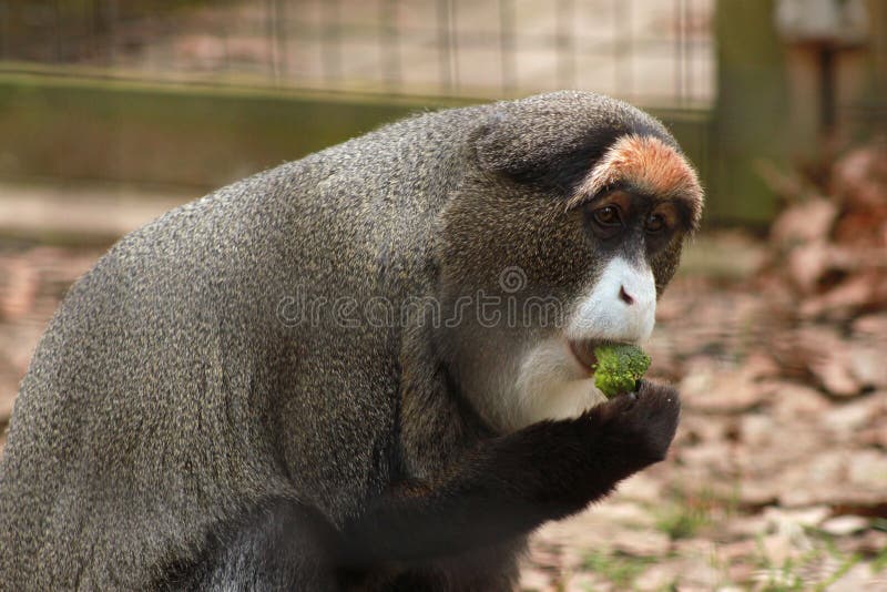 Guenon stock photo. Image of animal, beast, hairy, endangered - 33138250