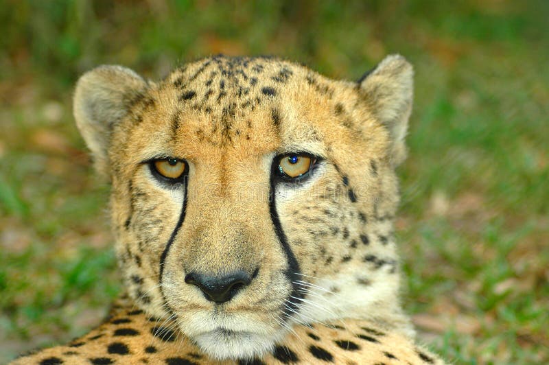 Guepardo foto de archivo. Imagen de arbusto, endangered - 2016208